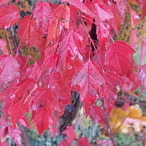 Künka Taimeaed – Ginnala vaher Acer ginnala